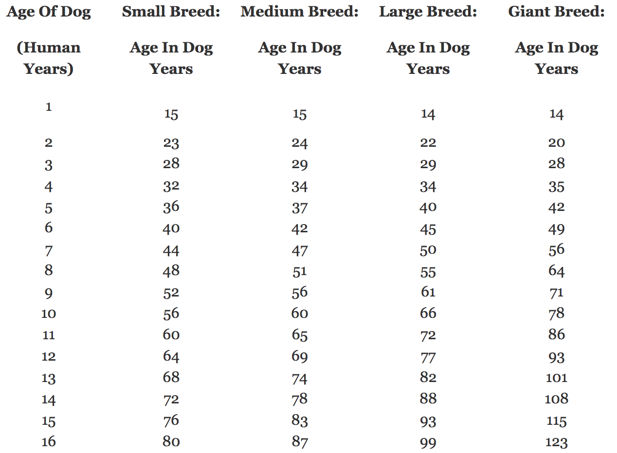 How Many Dog Years Is One Human Year 